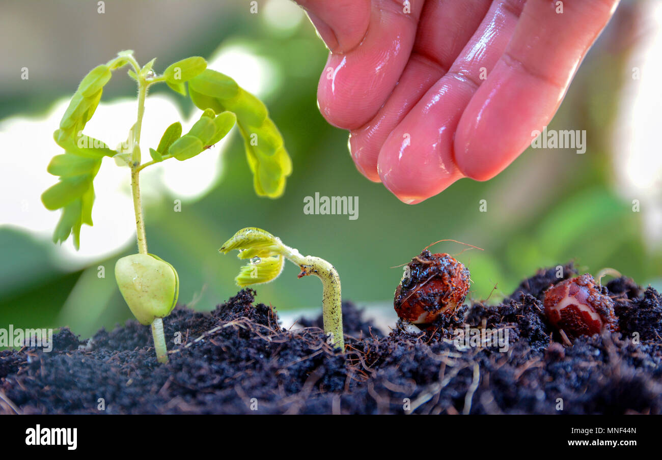 art abstract spring background or summer background with fresh, seed to ...