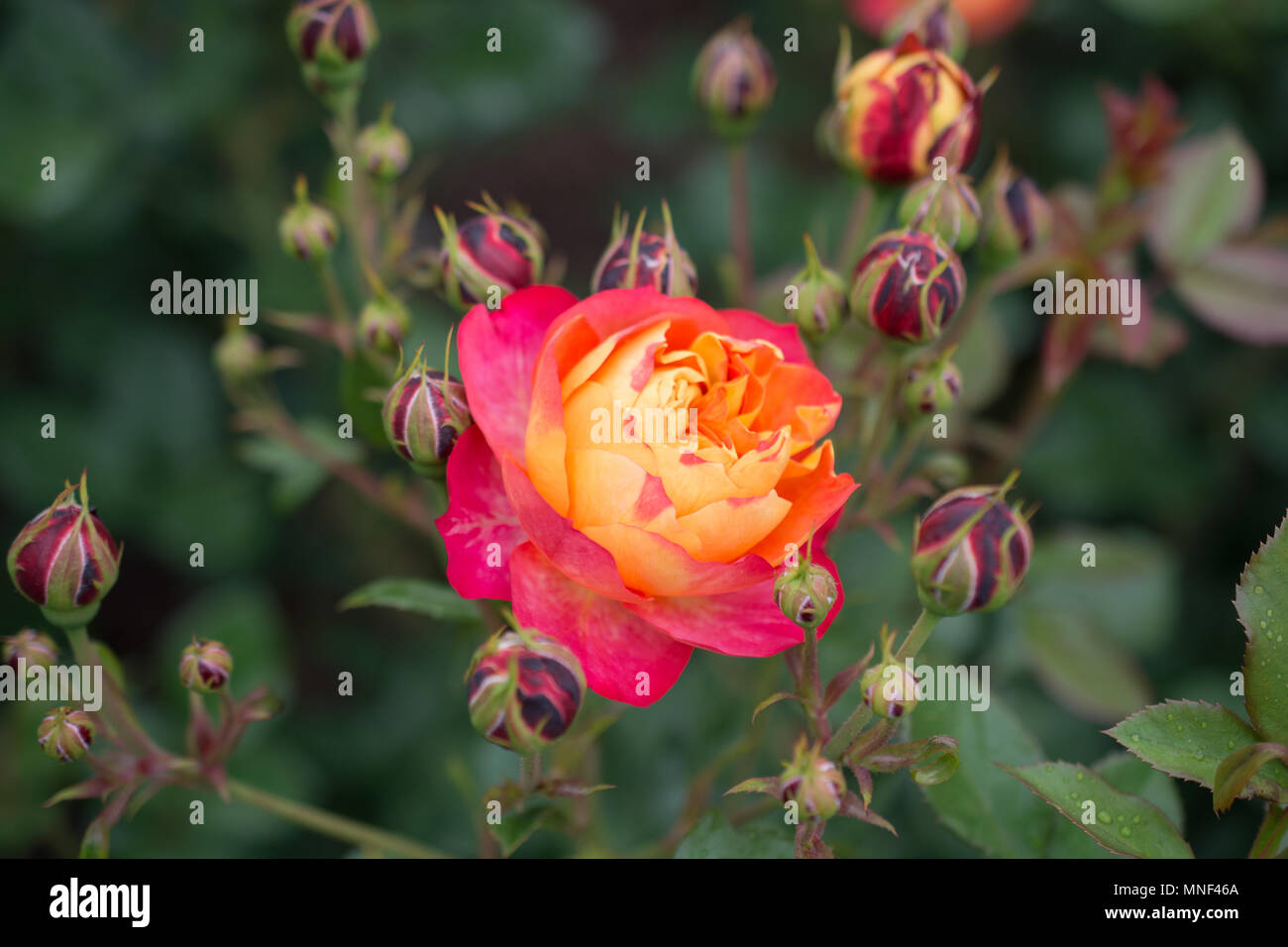 Beautiful colorful Rose Flower on garden background Stock Photo - Alamy