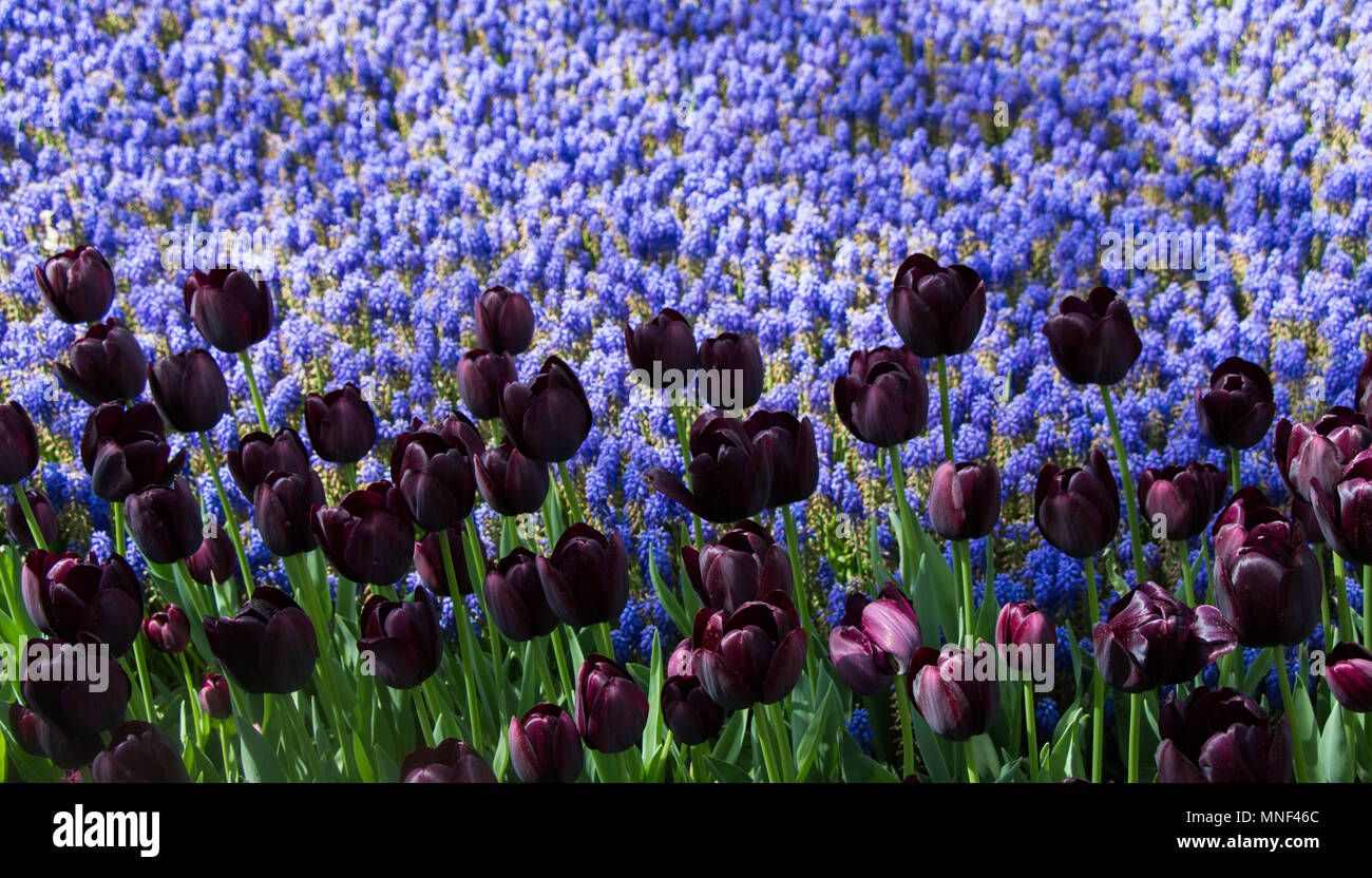 Colorful tulip flowers bloom in the spring garden Stock Photo - Alamy