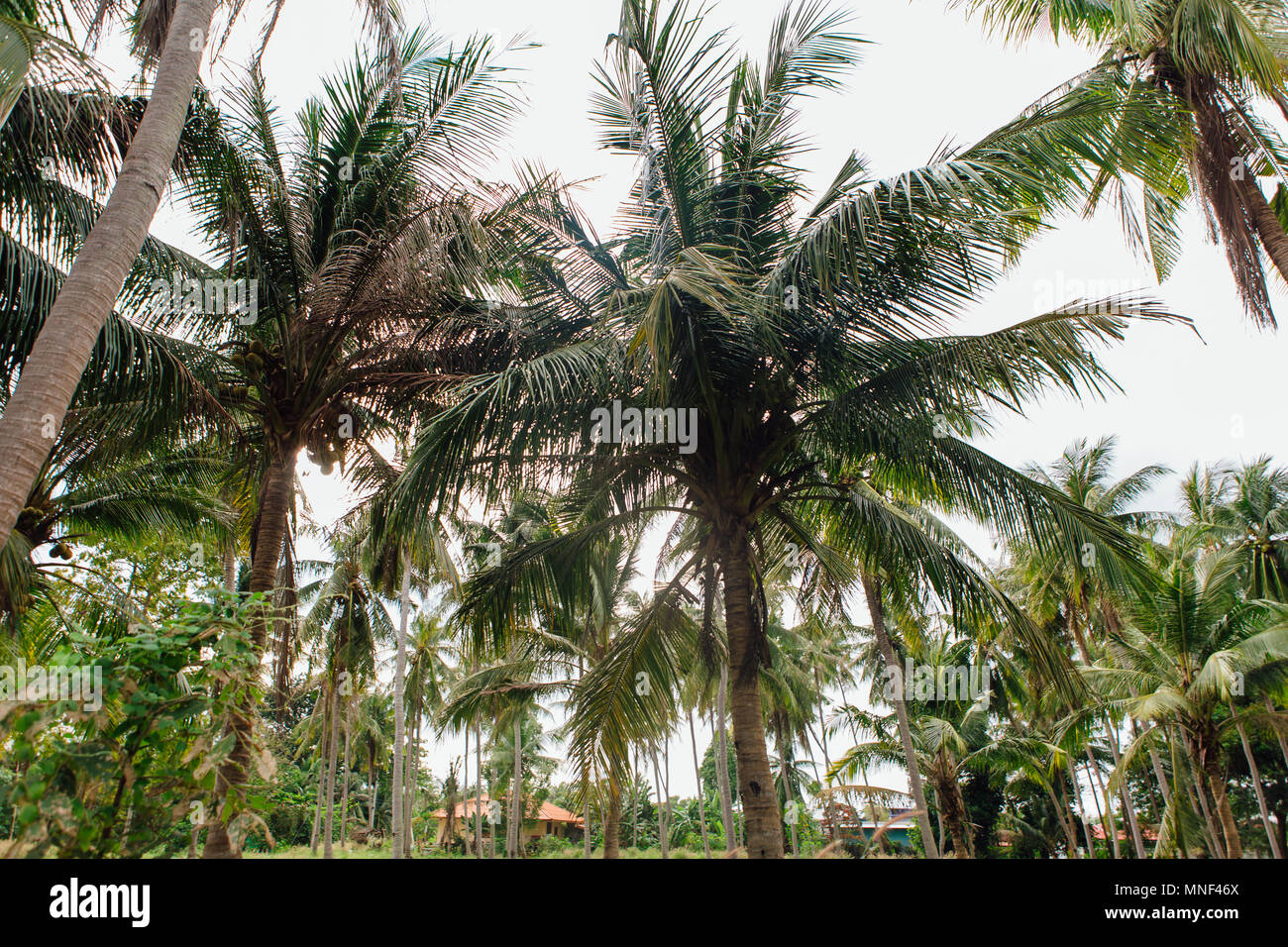 Coconut palm trees Stock Photo - Alamy