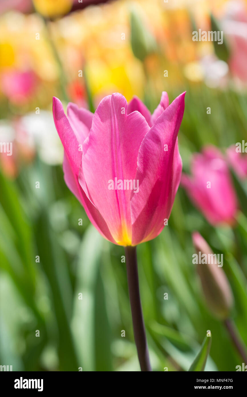 Outstanding colorful tulip flower bloom in the spring garden Stock ...