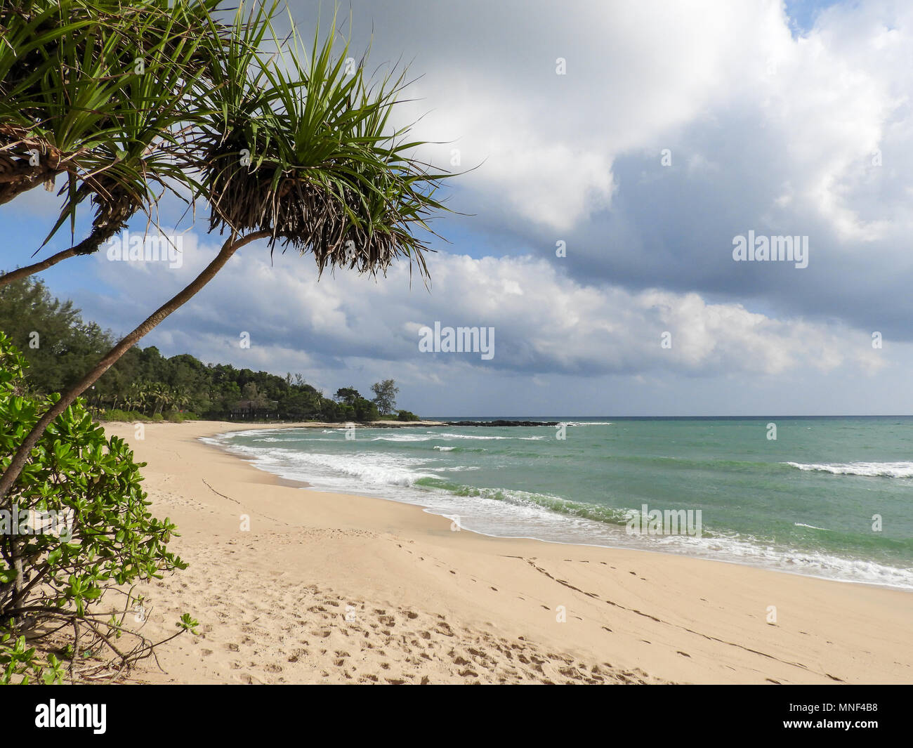 Tropical beach with pandanus trees, golden sand and clear, aquamarine ...