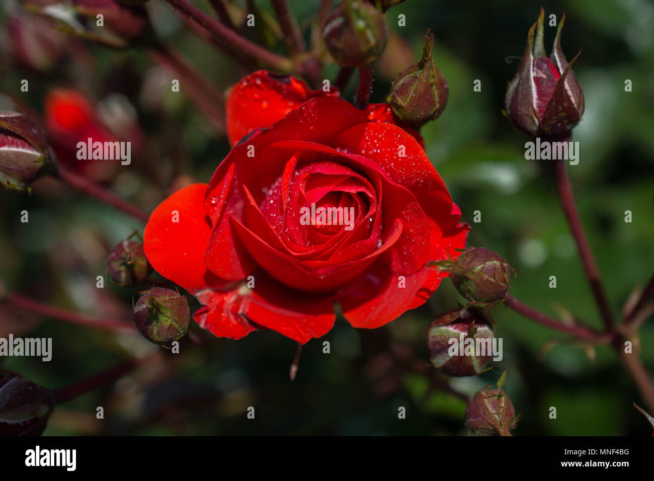 Beautiful colorful Rose Flower on garden background Stock Photo - Alamy