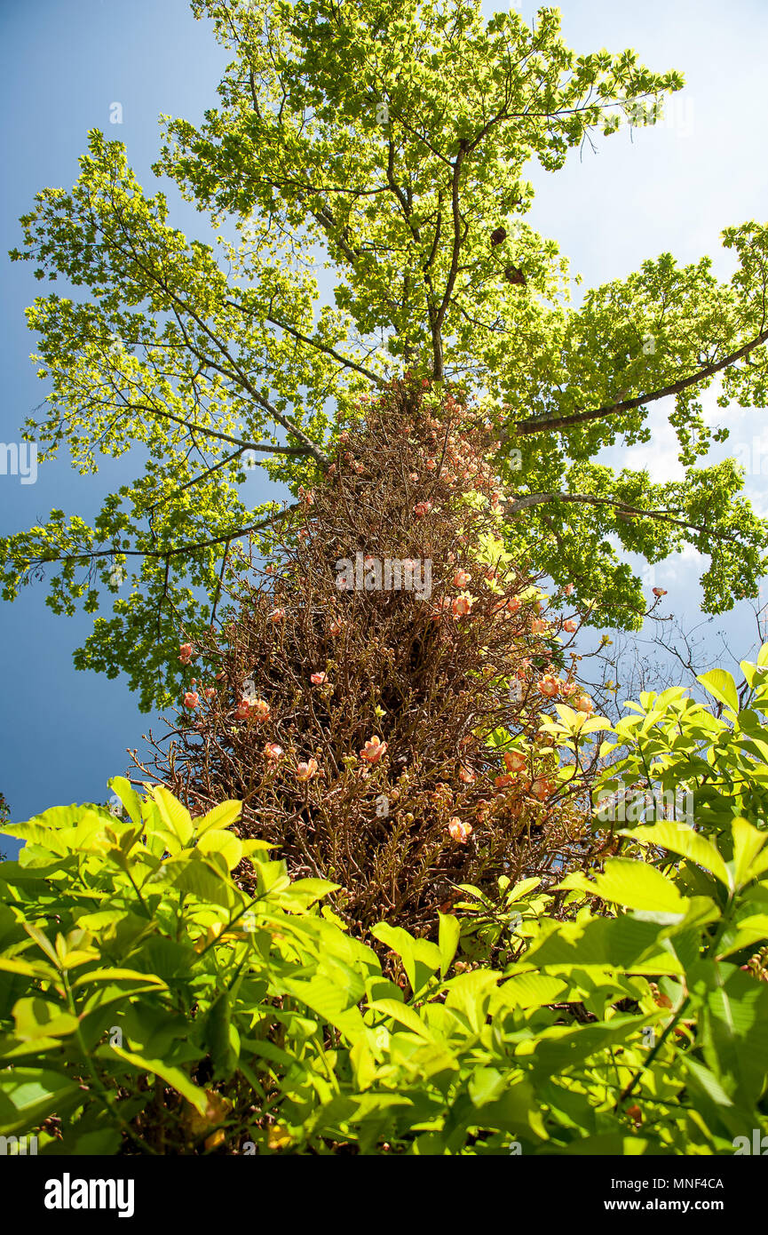 Cannon ball tree (Couroupita guianensis) in flower. Clusters of ...