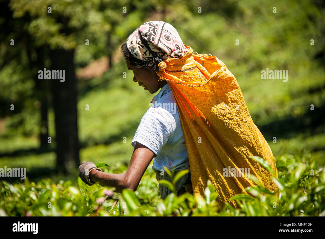 Harvesting Crops Stock Photos & Harvesting Crops Stock Images - Alamy