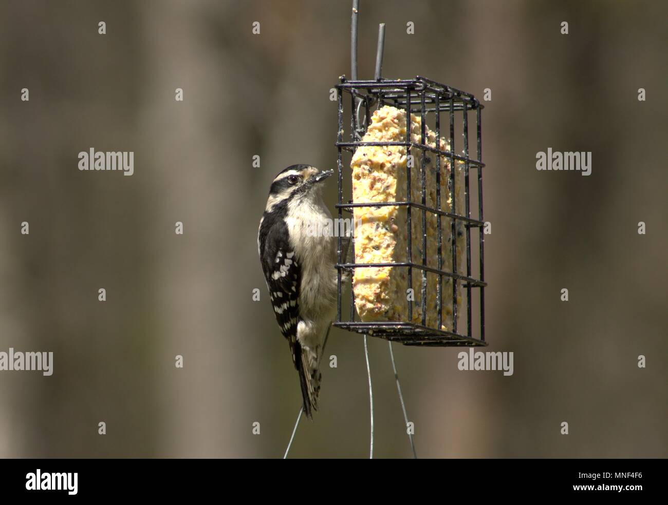 Fat Bird Eating High Resolution Stock Photography and Images - Alamy