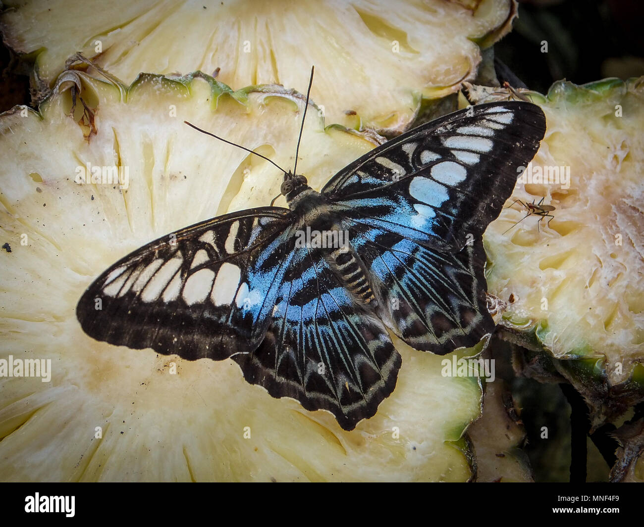 Butterfly Legs Close Up High Resolution Stock Photography and Images ...
