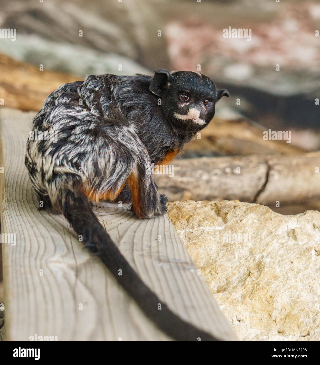 Black monkey hi-res stock photography and images - Alamy