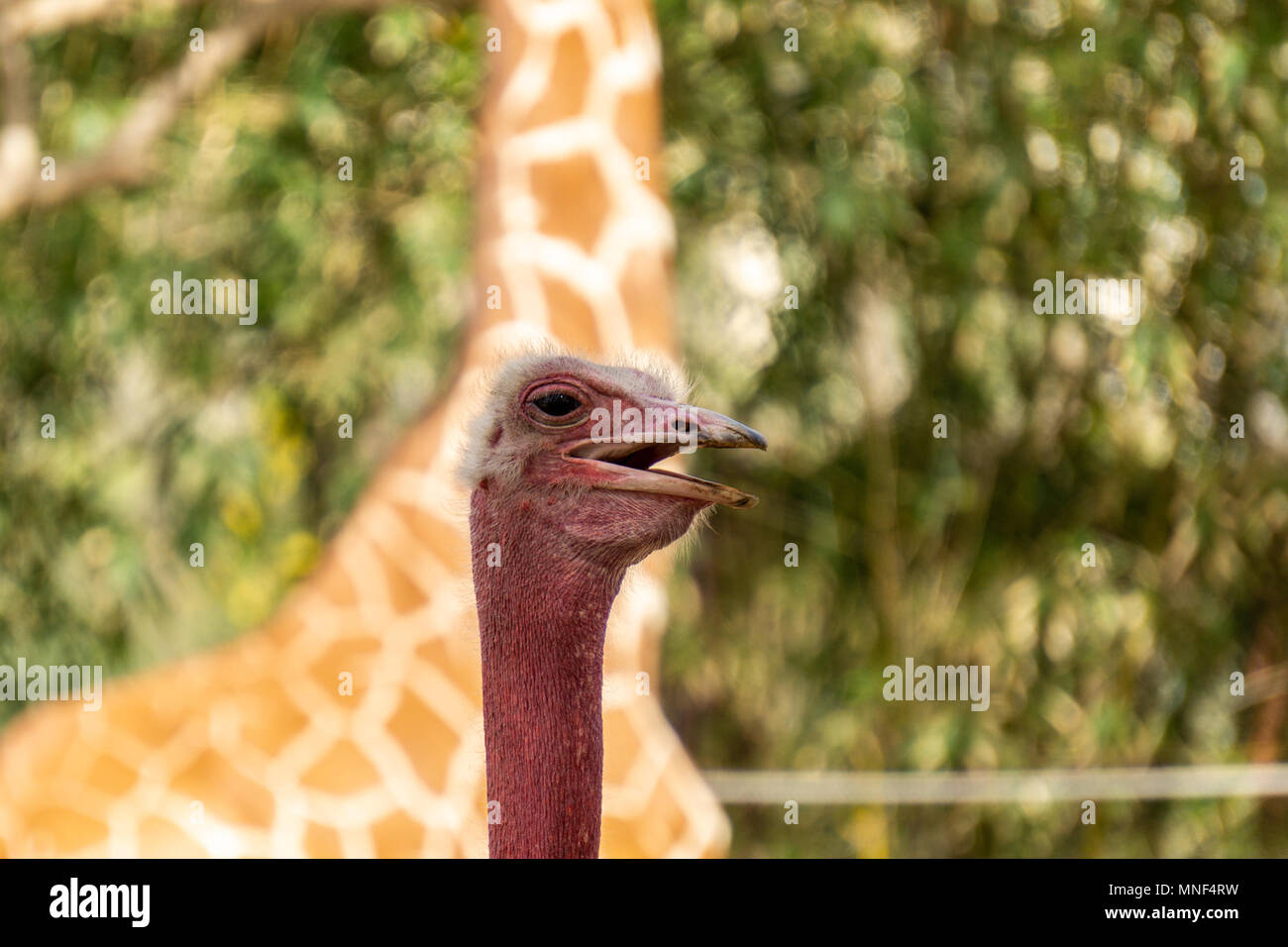 Close up side view of the Ostrich bird head with red neck Stock Photo ...