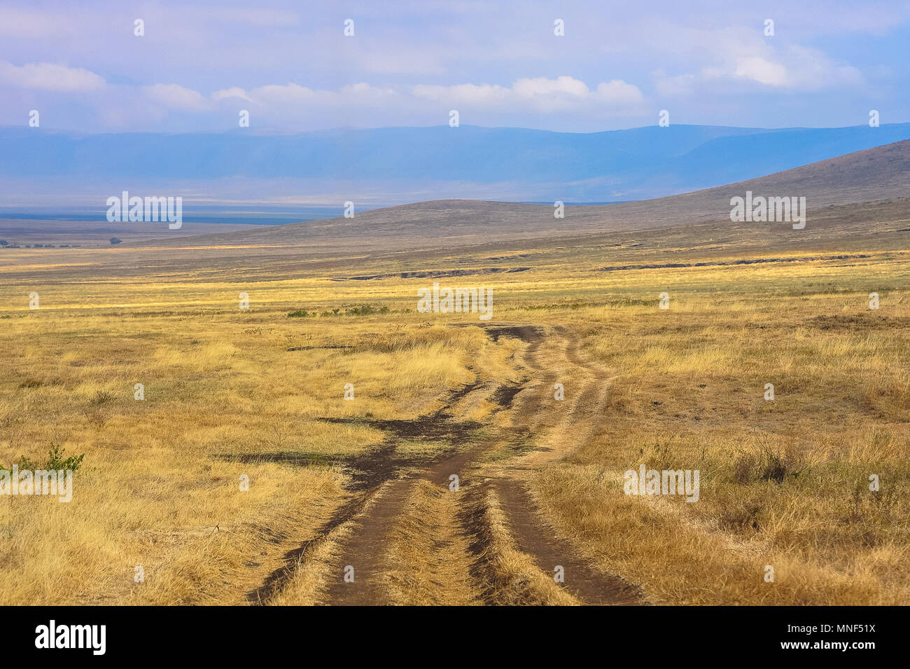 Ngorongoro landscape - a winding track crosses a deserted plain. Golden ...