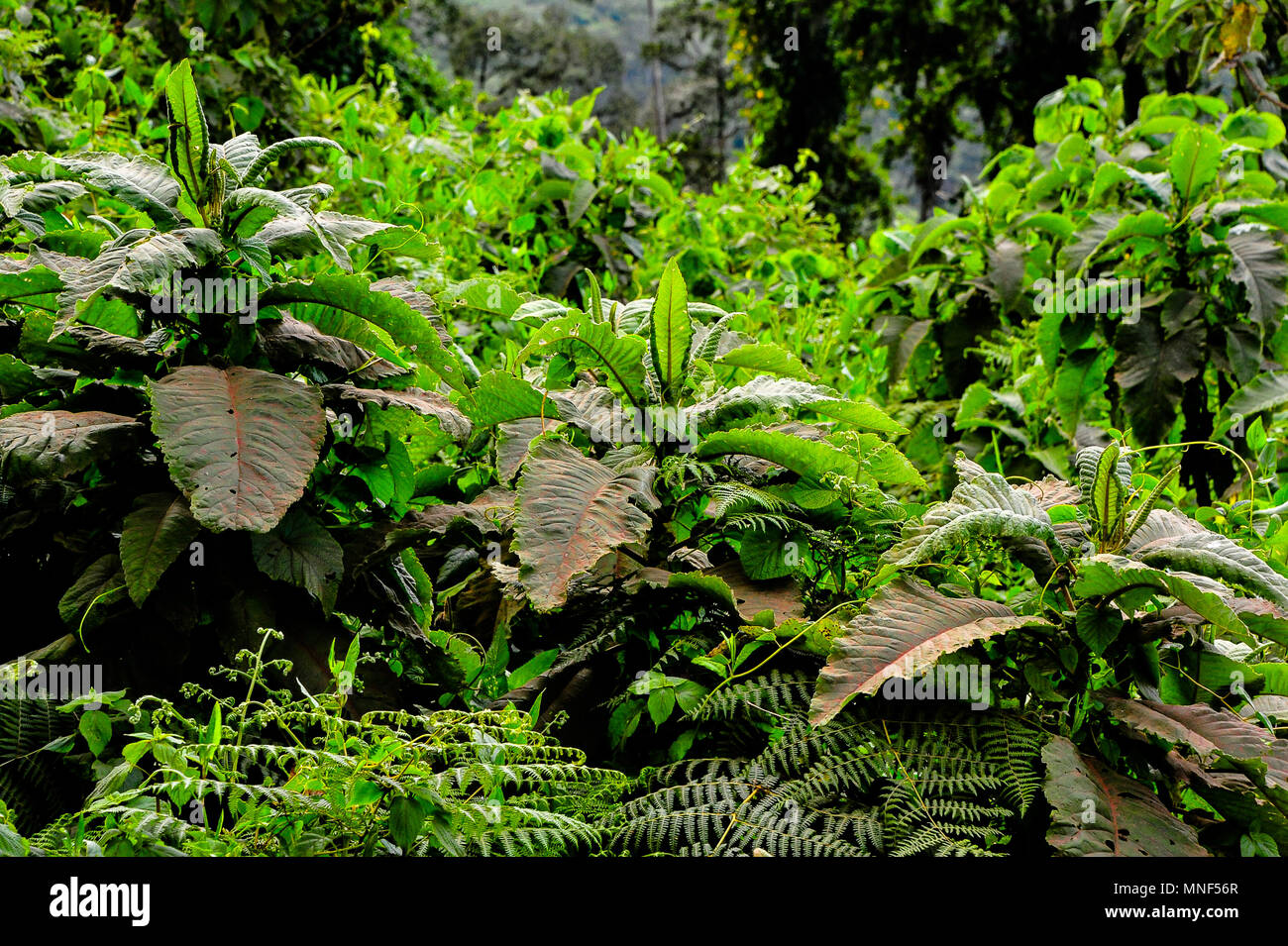 Lush green tropical jungle. Close up leafy green foliage Stock Photo ...