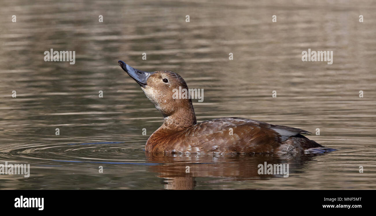 Common pochard, Aythya ferina female drinking water Stock Photo - Alamy