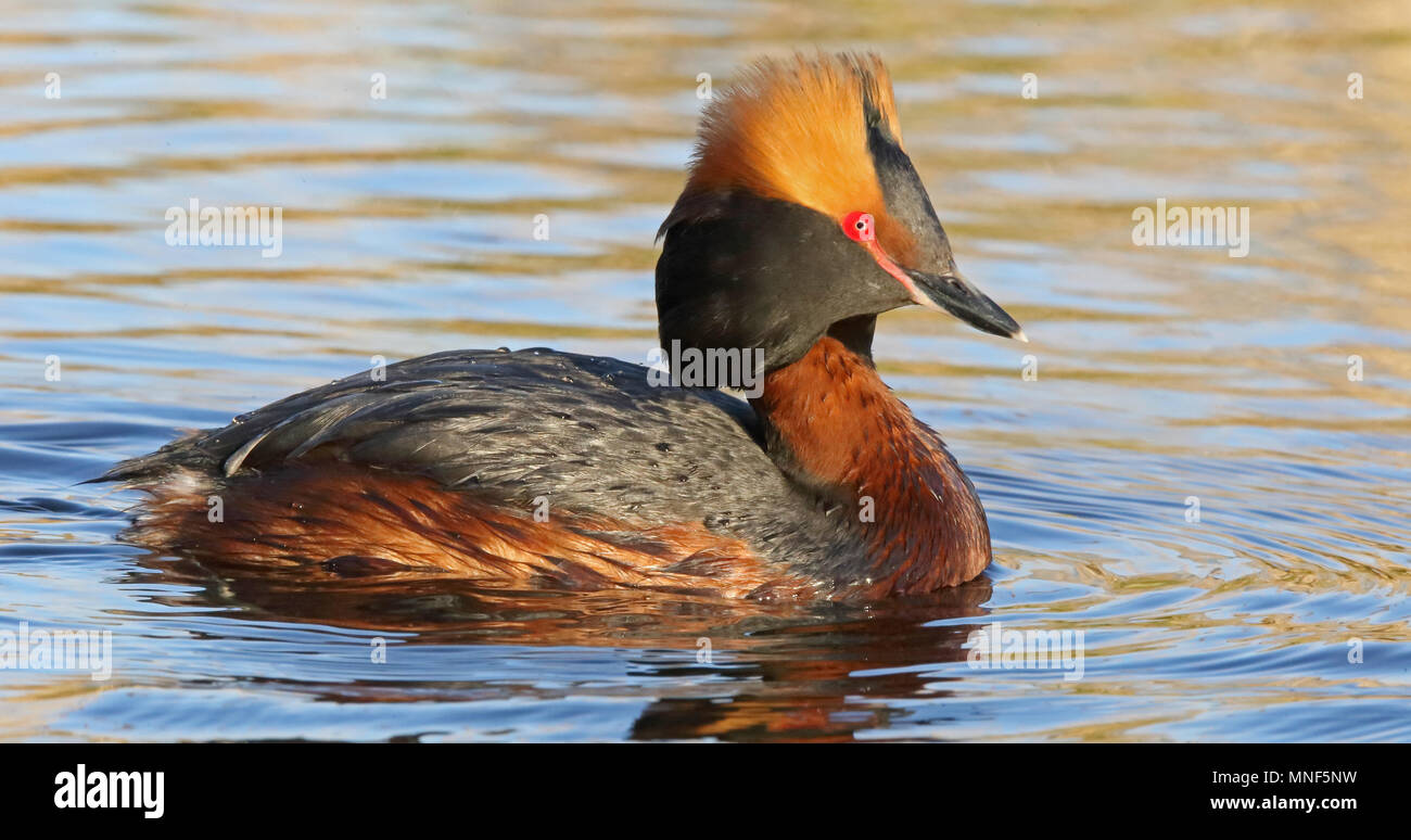 Horned grebes podiceps auritus hi-res stock photography and images - Alamy