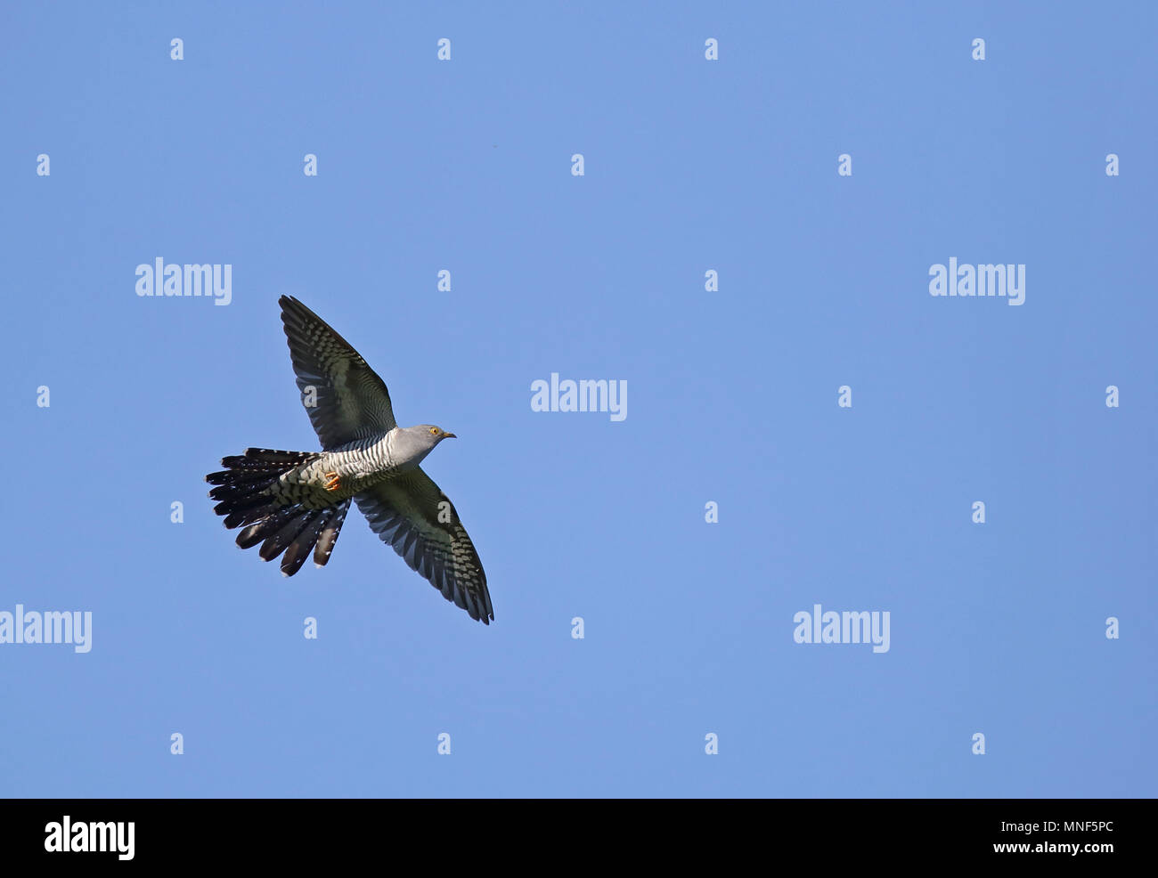 Common cuckoo (Cuculus canorus) flying with spread tail Stock Photo - Alamy