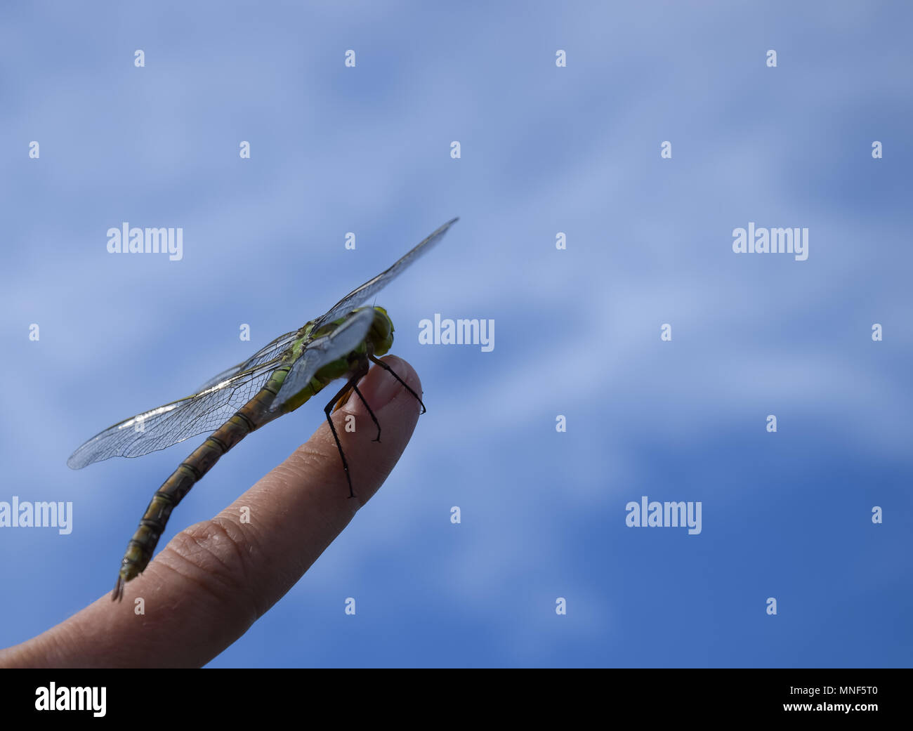 a huge green dragonfly holds a rest on a human finger, spreads her ...
