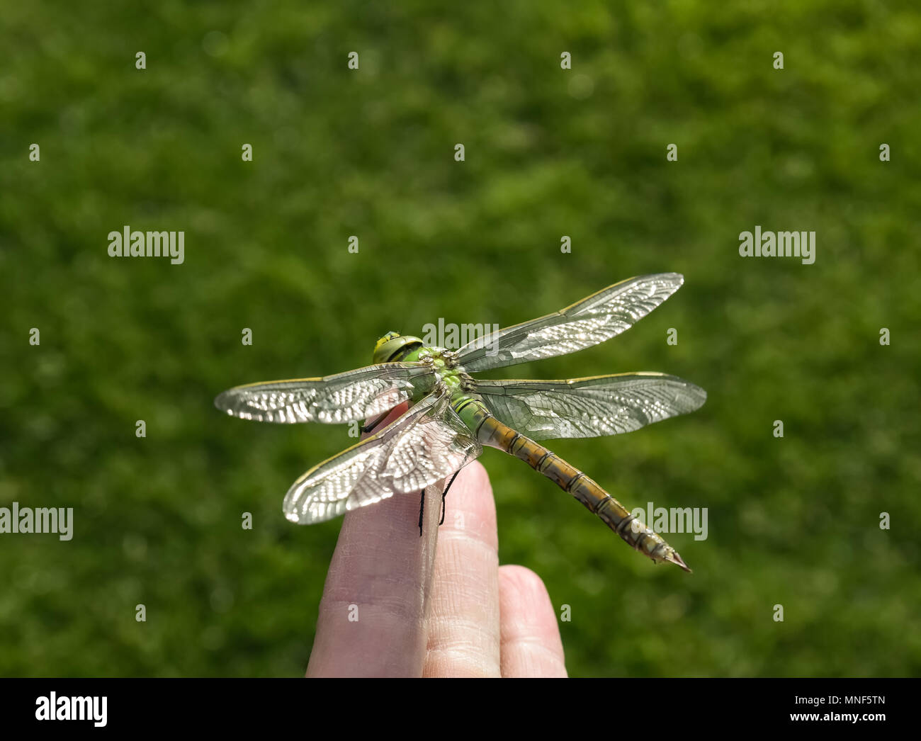 huge green dragonfly sitting on a human hand and holding a rest while ...