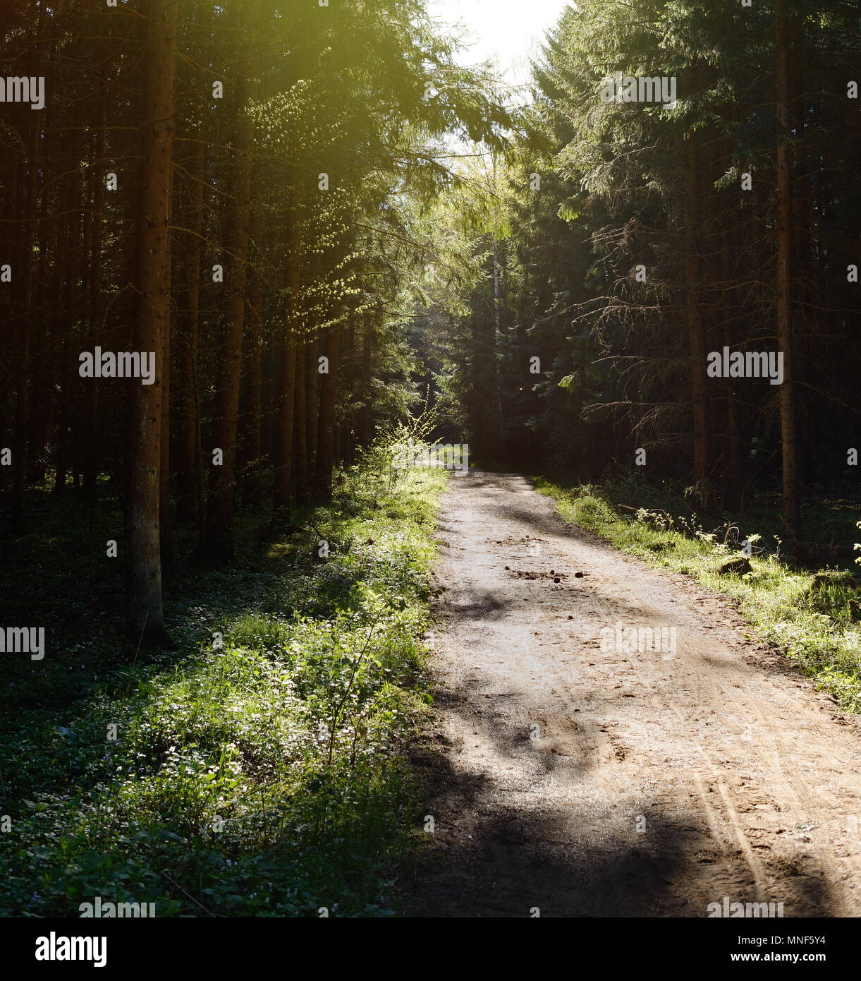 Scenic forest. Vintage forest background Stock Photo - Alamy