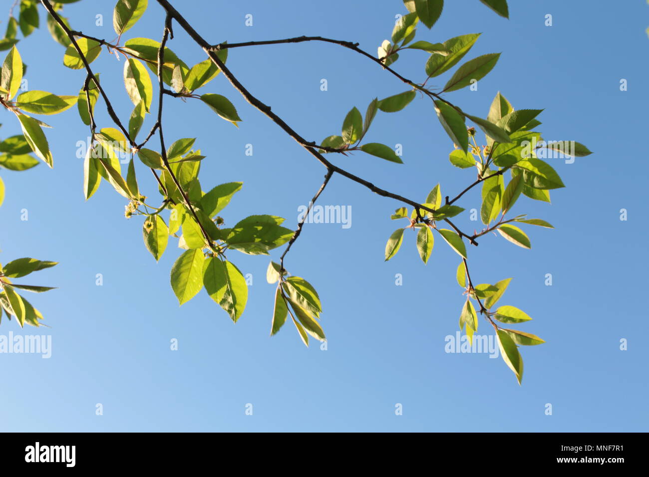 Drillfield at virginia tech hi-res stock photography and images - Alamy
