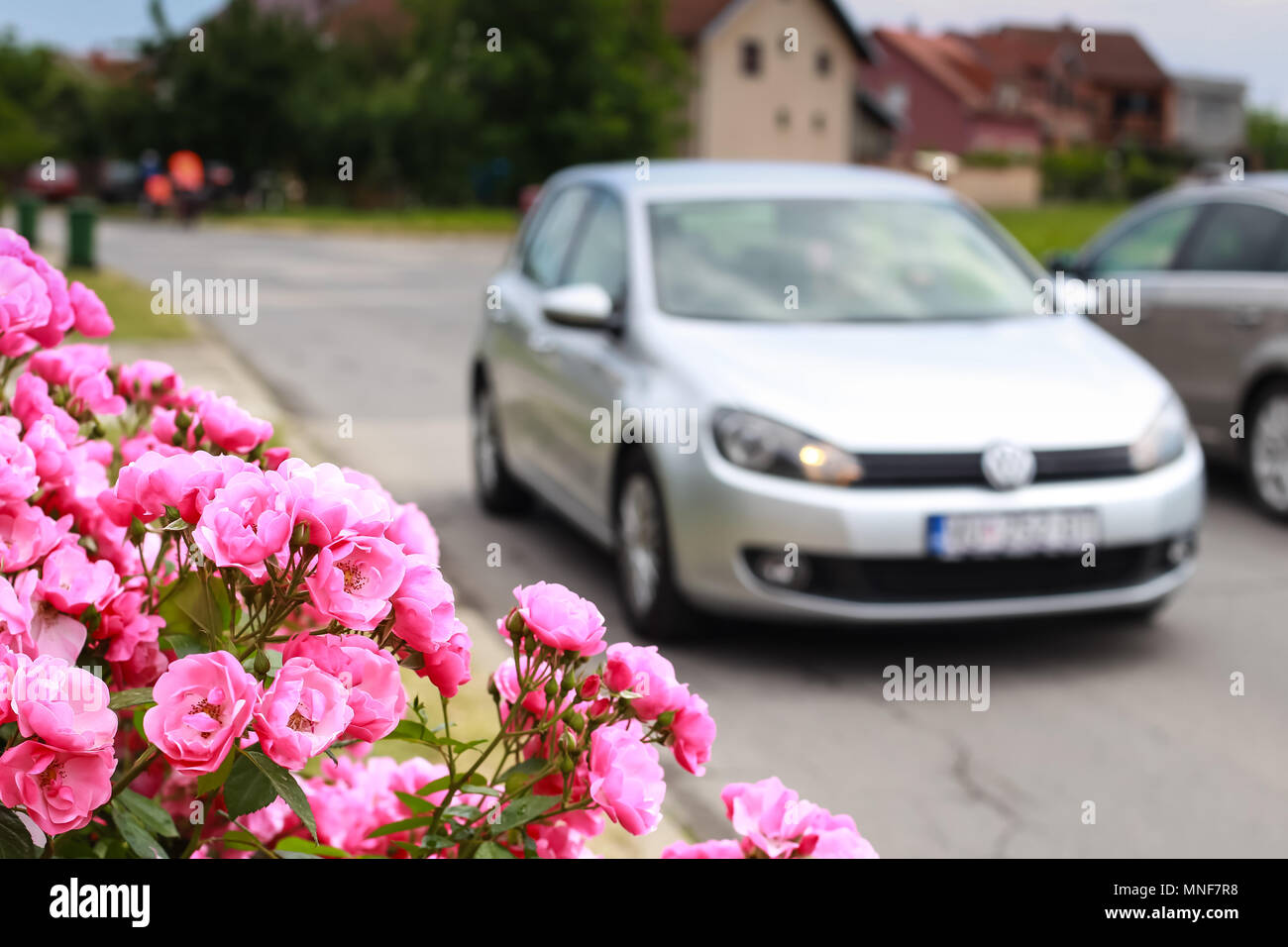 Close up of pink Rose flowers bush next to the road with cars passing ...