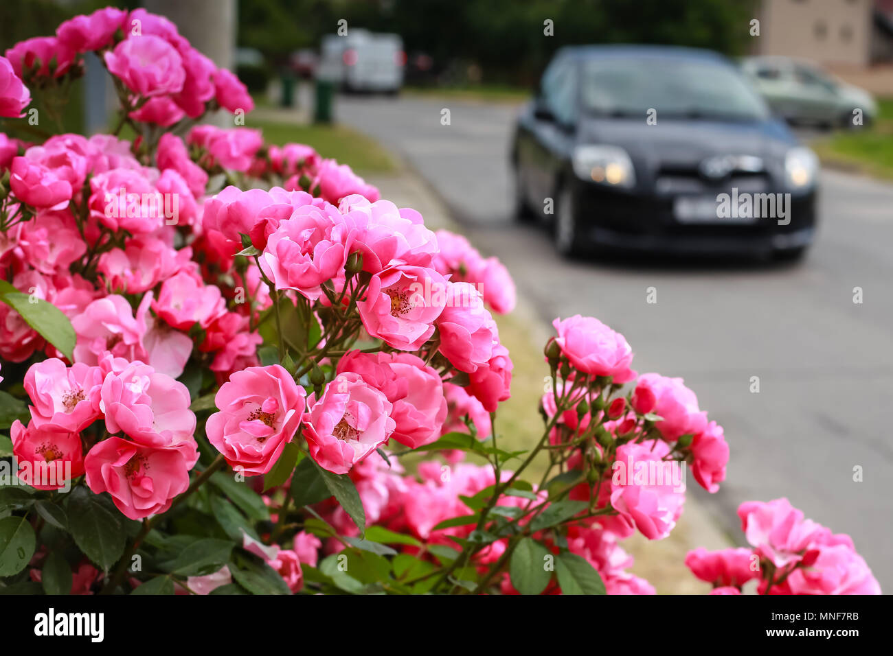 Close up of pink Rose flowers bush next to the road with cars passing ...