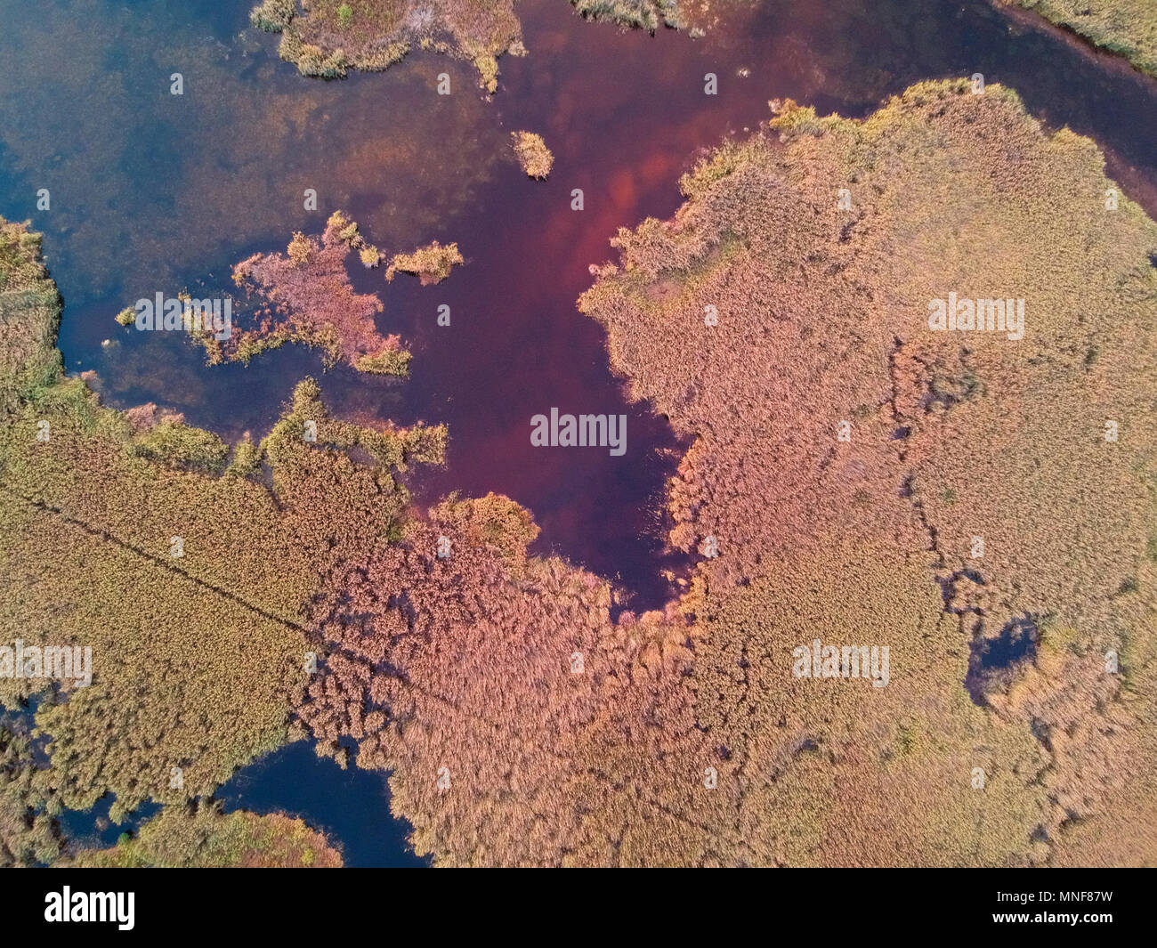 Aerial view of Colorful Reed on the lake Stock Photo - Alamy