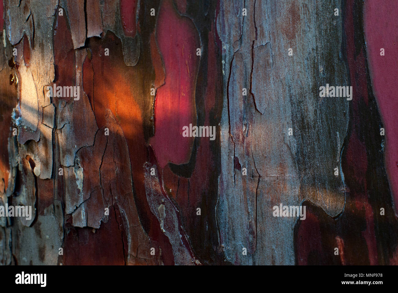 texture of red tree bark Stock Photo - Alamy