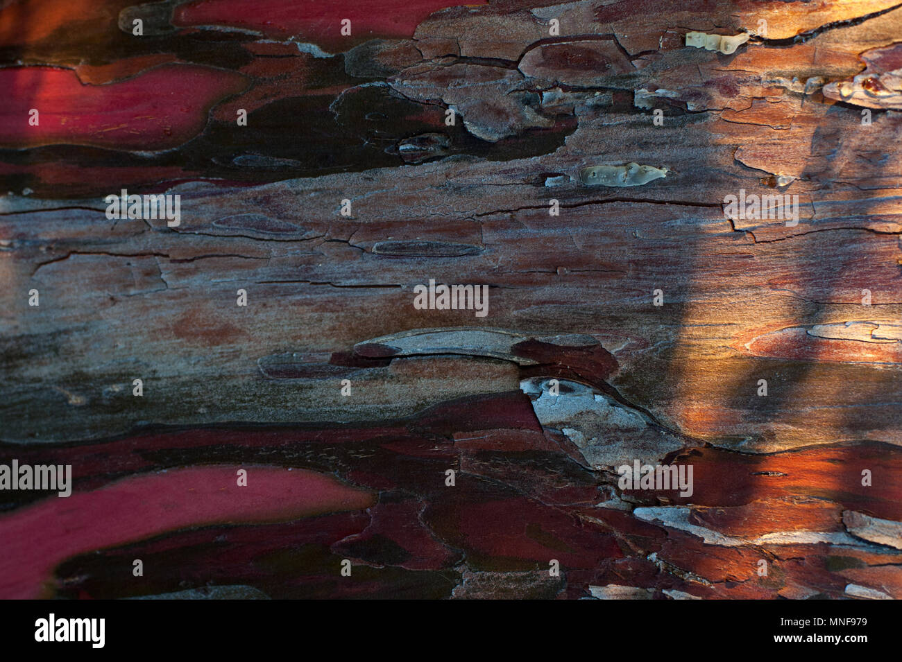 Australian gum tree detail bark hi-res stock photography and images - Alamy