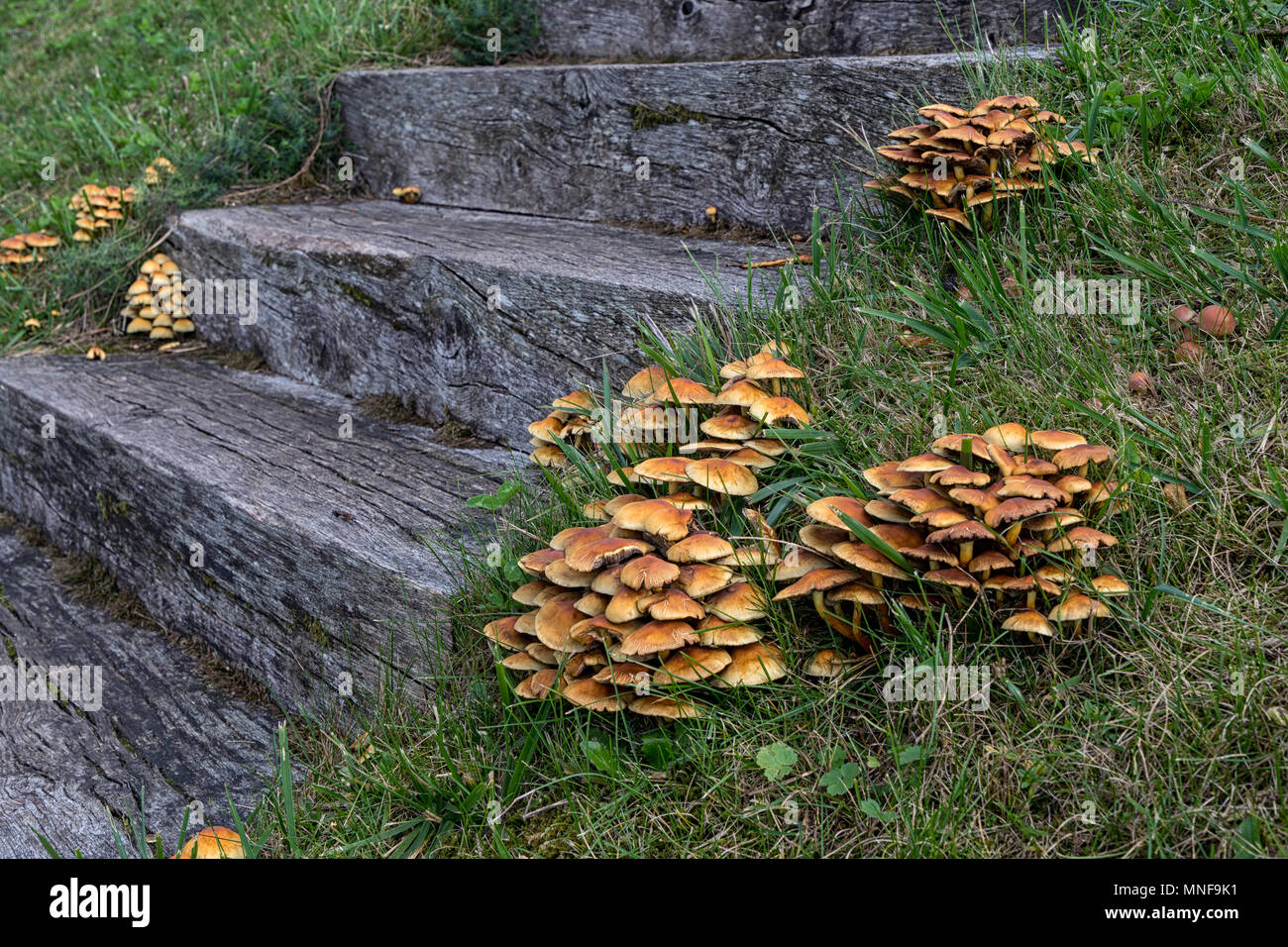 Citadel of bitsch hi-res stock photography and images - Alamy