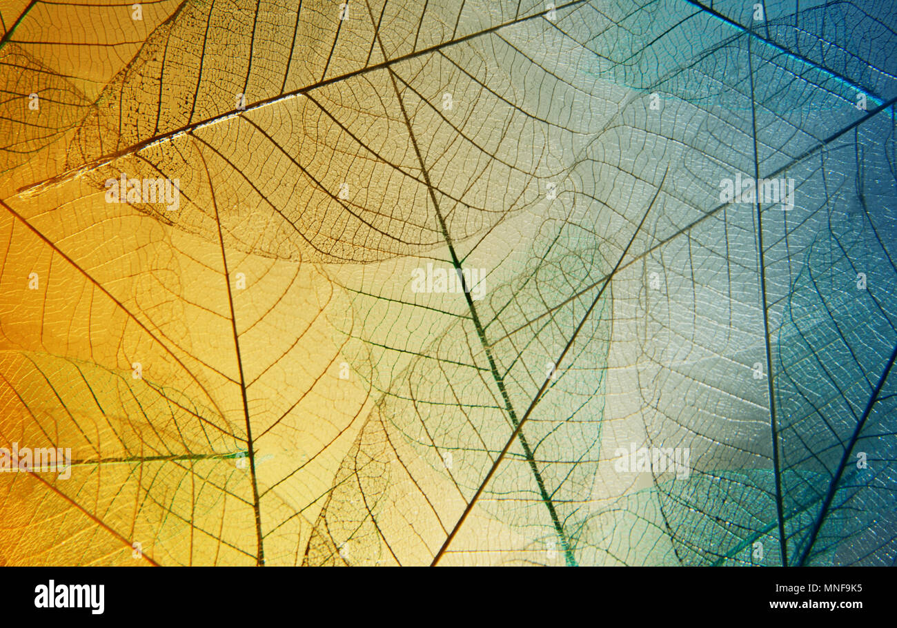Bright skeleton leaves yellow and blue color background. Beautiful ...