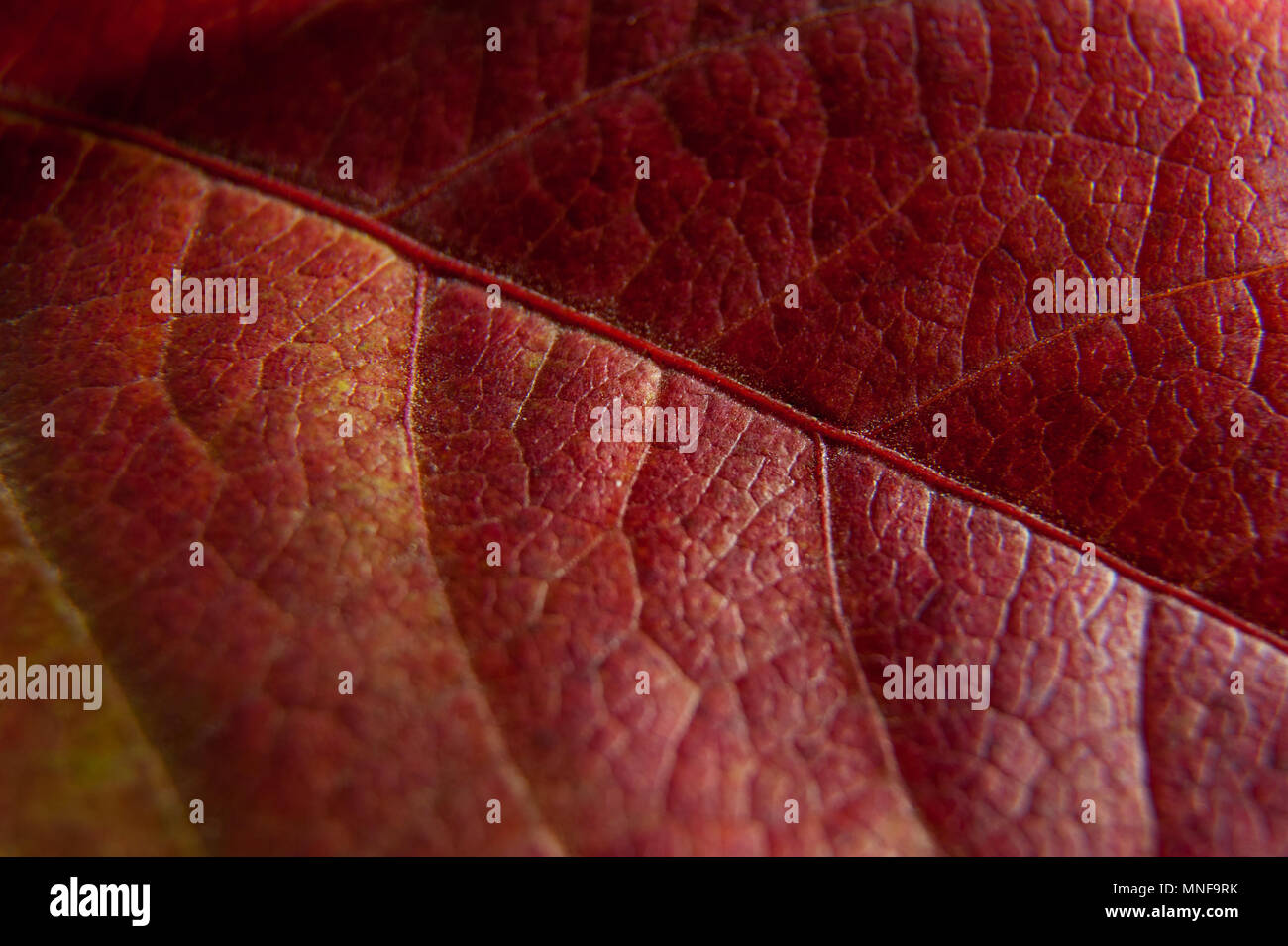 Texture of a red autumn leaf. Nature macro background photo Stock Photo ...