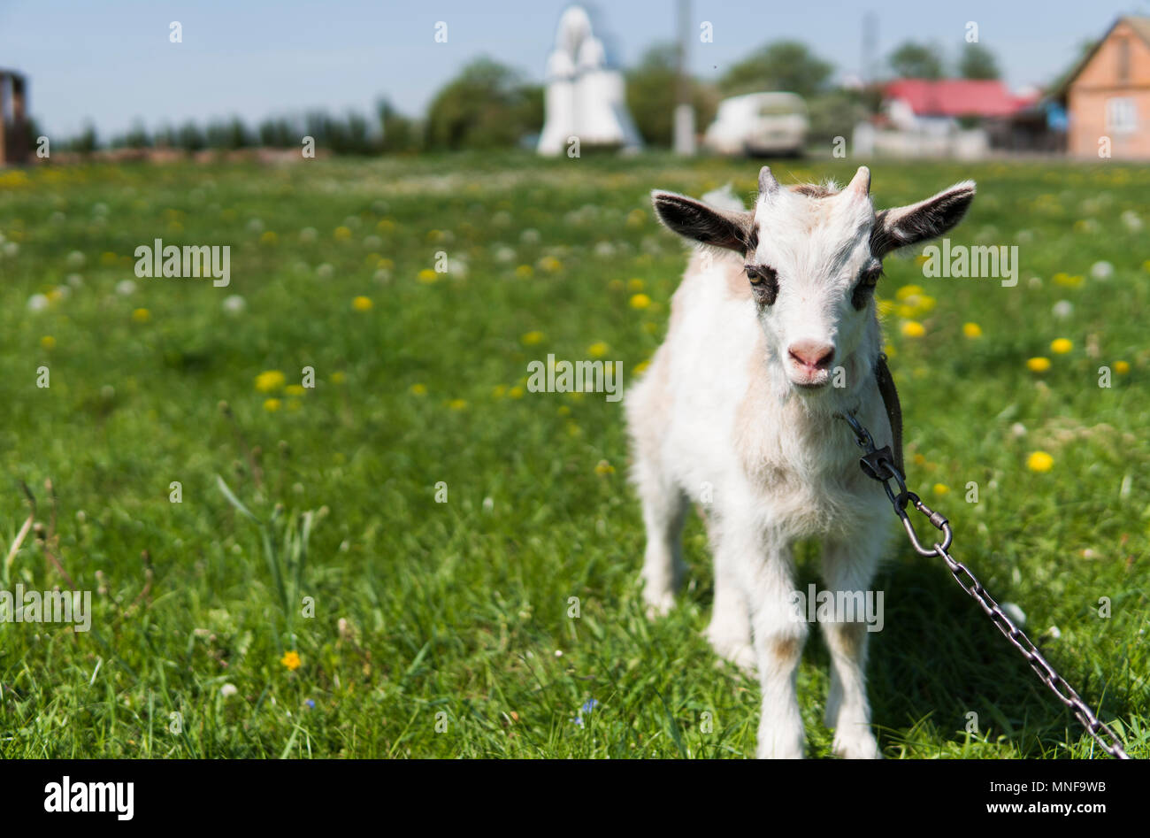 Close up black and white baby goat on a chain against grass flowers ...