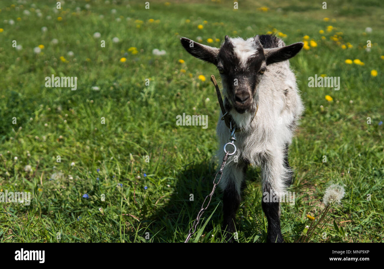 Black and white baby goat on a chain against grass and flowers on a ...