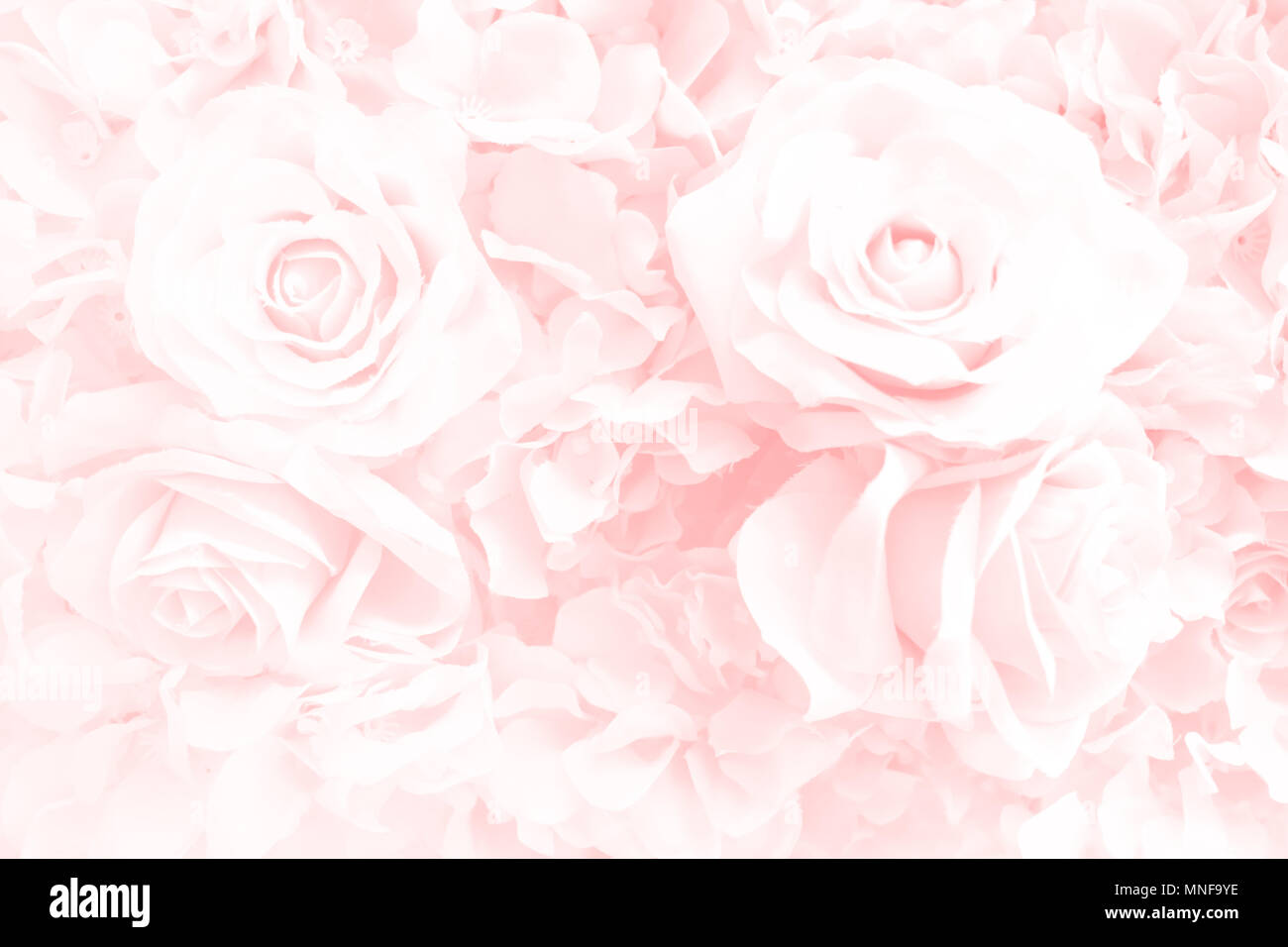 Soft focus of roses flower on sweet pink color as background. Flower ...