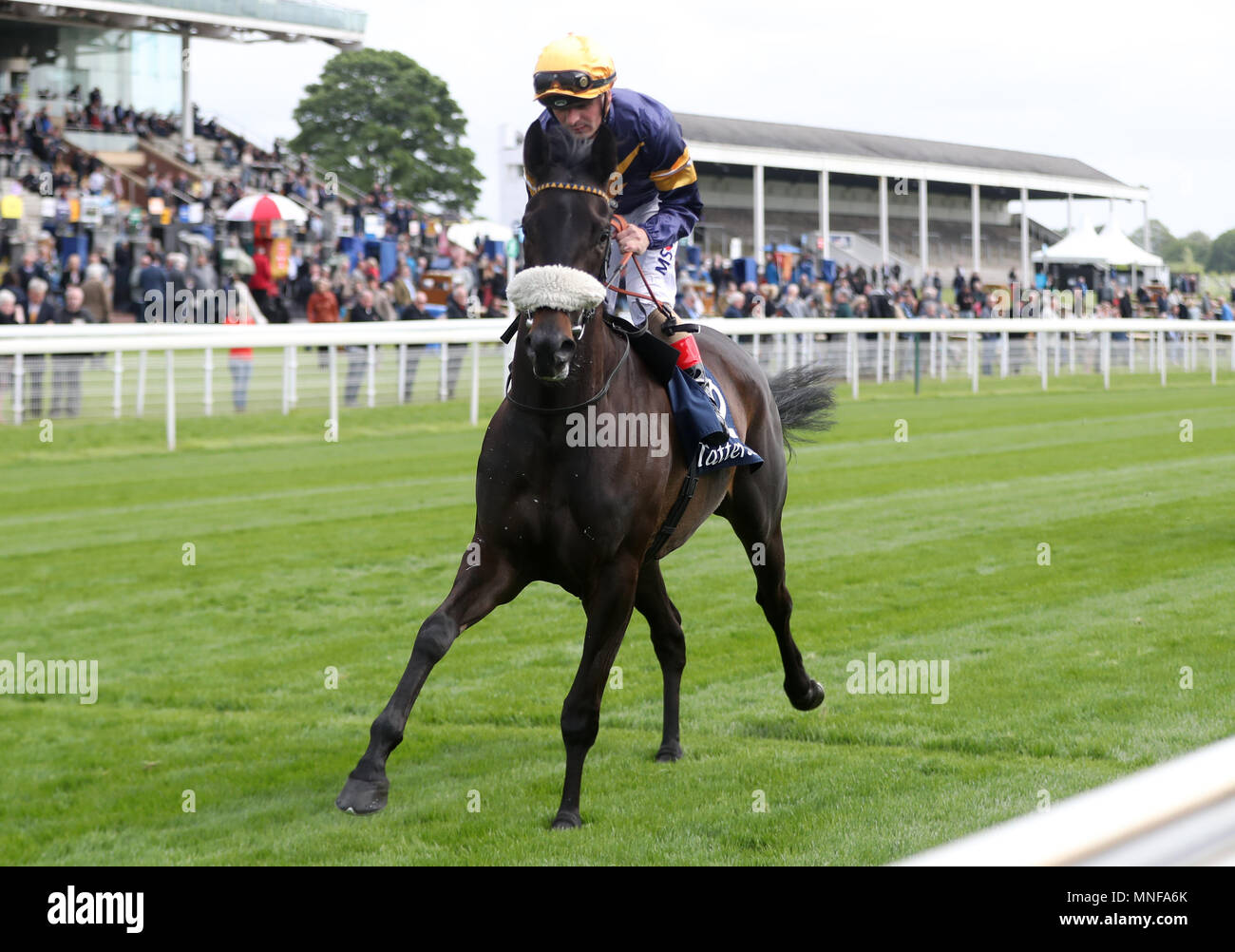 Dancing brave horse hi-res stock photography and images - Alamy