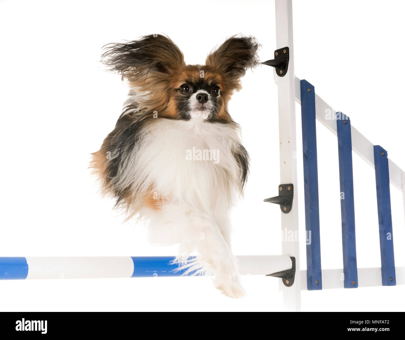 training of agility in front of white background Stock Photo - Alamy