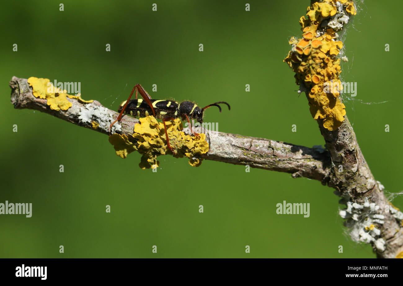 A beautiful Wasp Beetle (Clytus arietis) perching on a branch covered ...