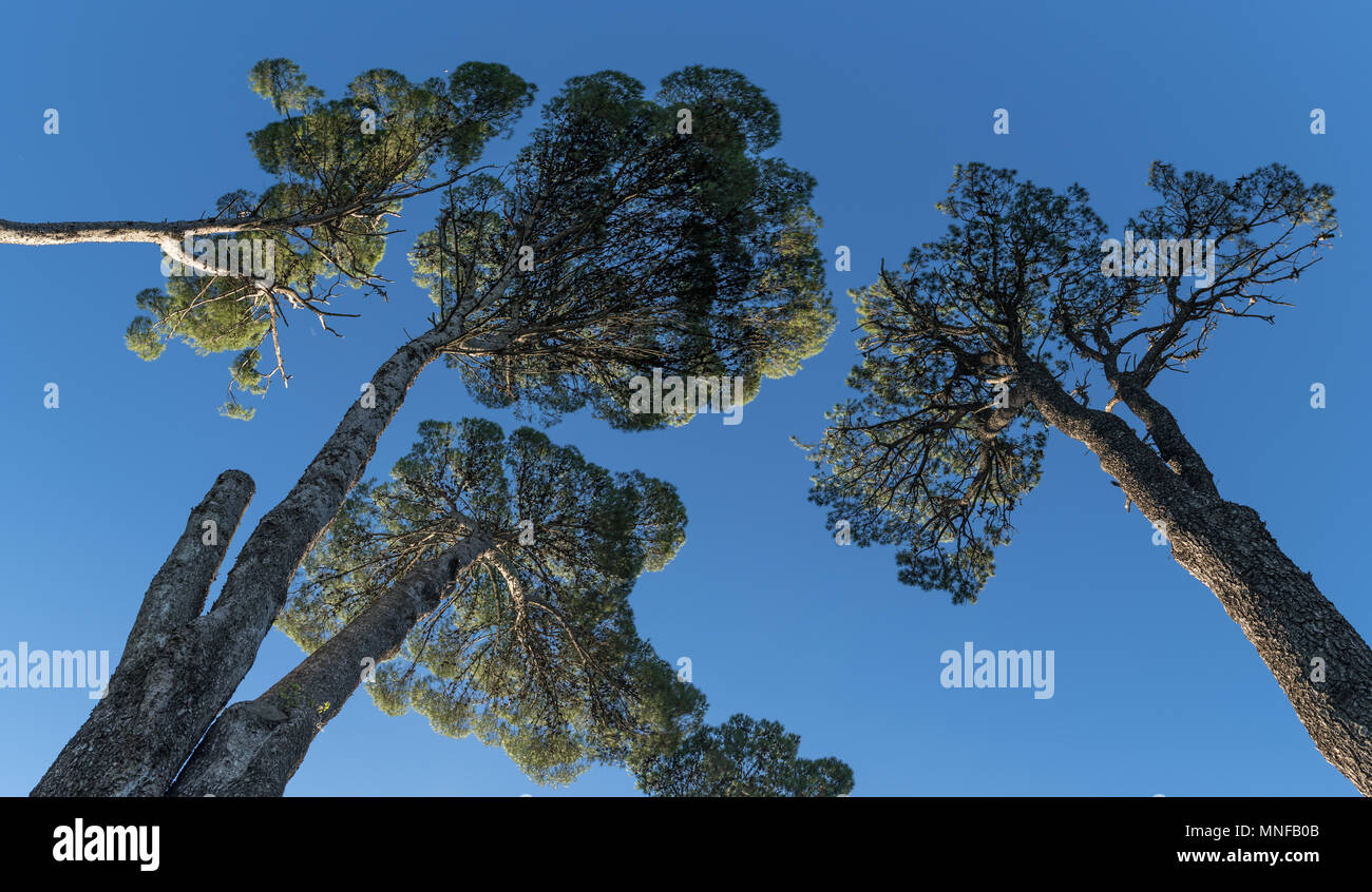 Ancient Araucaria trees Stock Photo - Alamy
