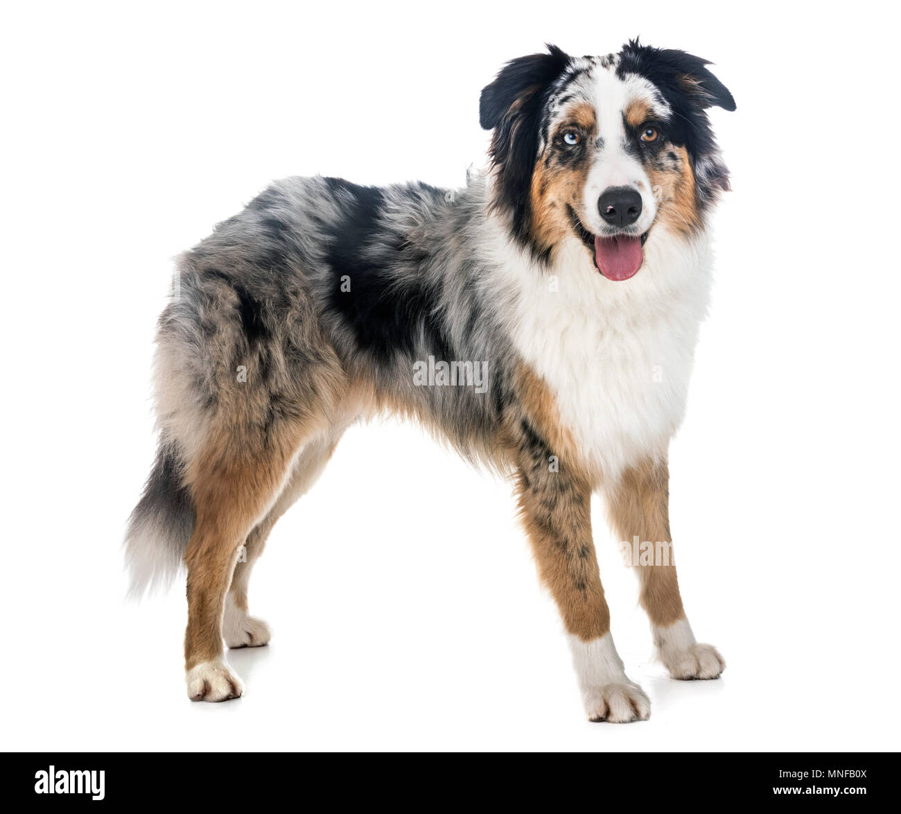 australian shepherd in front of white background Stock Photo - Alamy