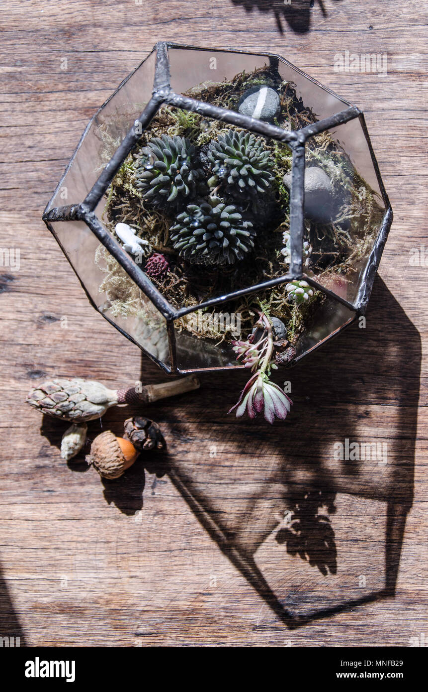 Regular Dodecahedron Geometric Terrarium Container Stock Photo - Alamy
