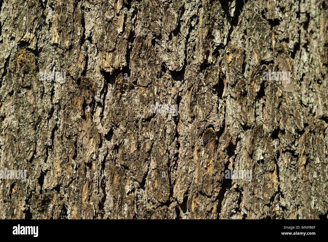 background, texture - gray rough spruce tree bark Stock Photo - Alamy