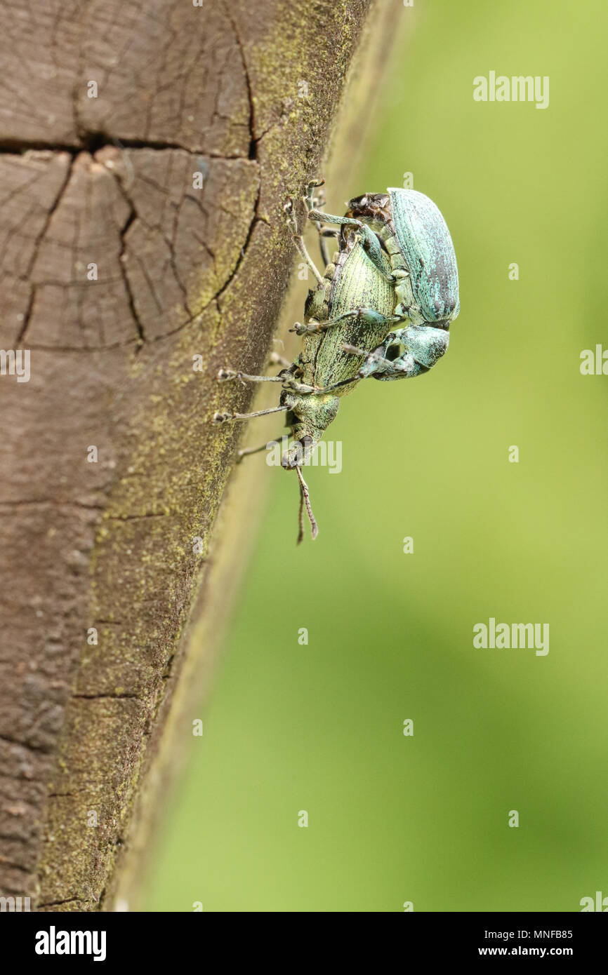 A stunning mating pair of Green Weevil (Polydrusus Stock Photo - Alamy