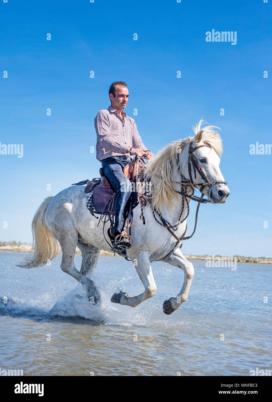 riding man and his stallion on the beach Stock Photo - Alamy
