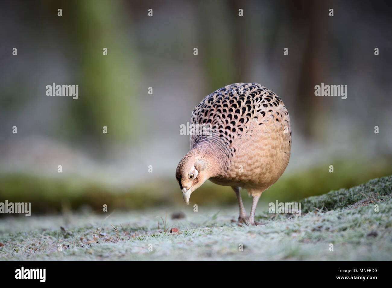Pheasant claws hi-res stock photography and images - Alamy