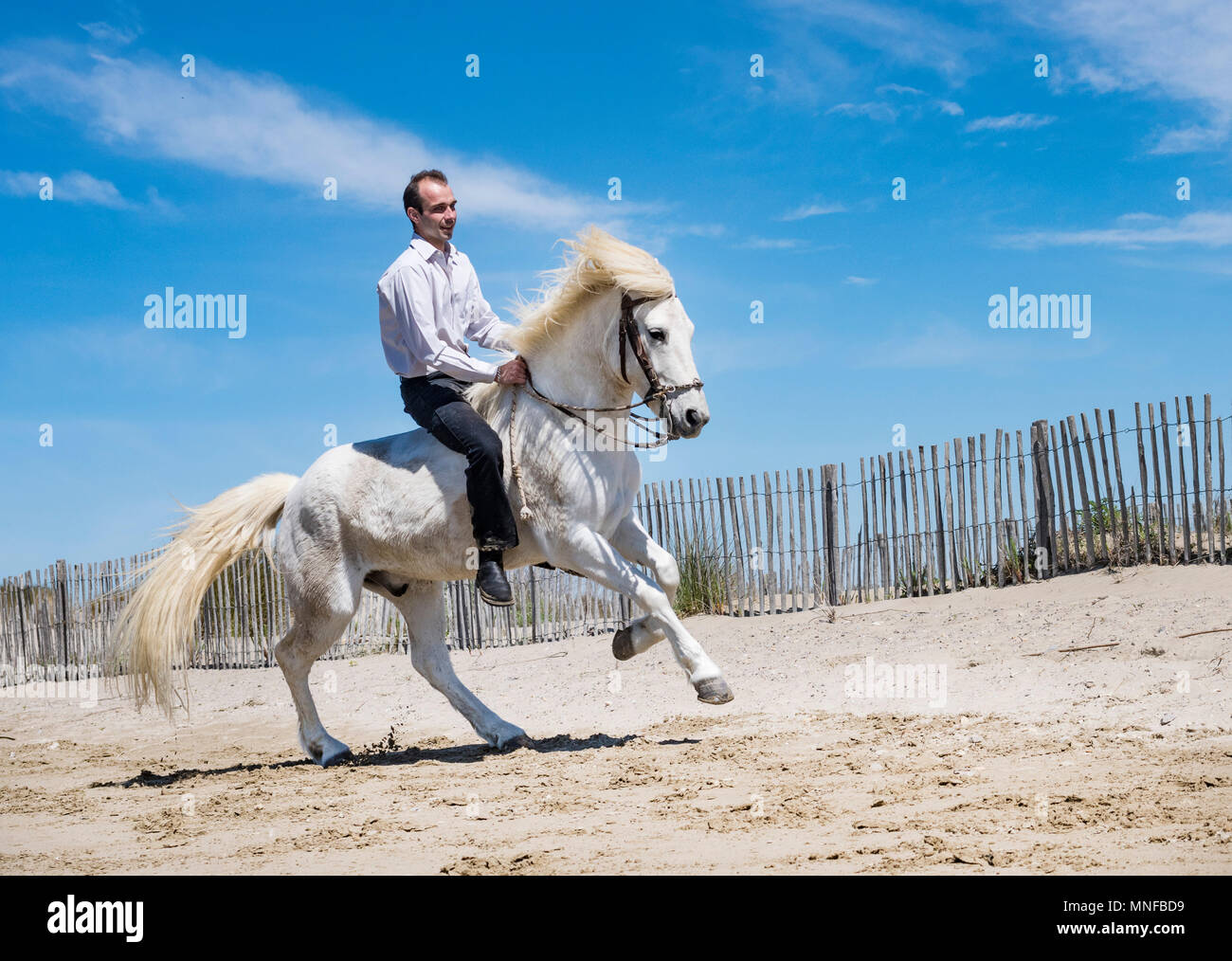 Riding man and stallion on beach hi-res stock photography and images ...