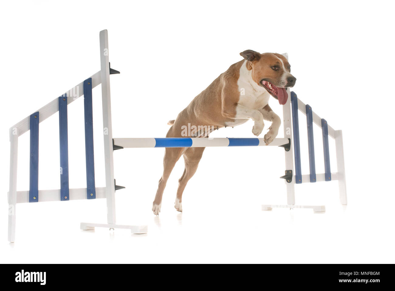 jumping american staffordshire terrier in front of white background ...