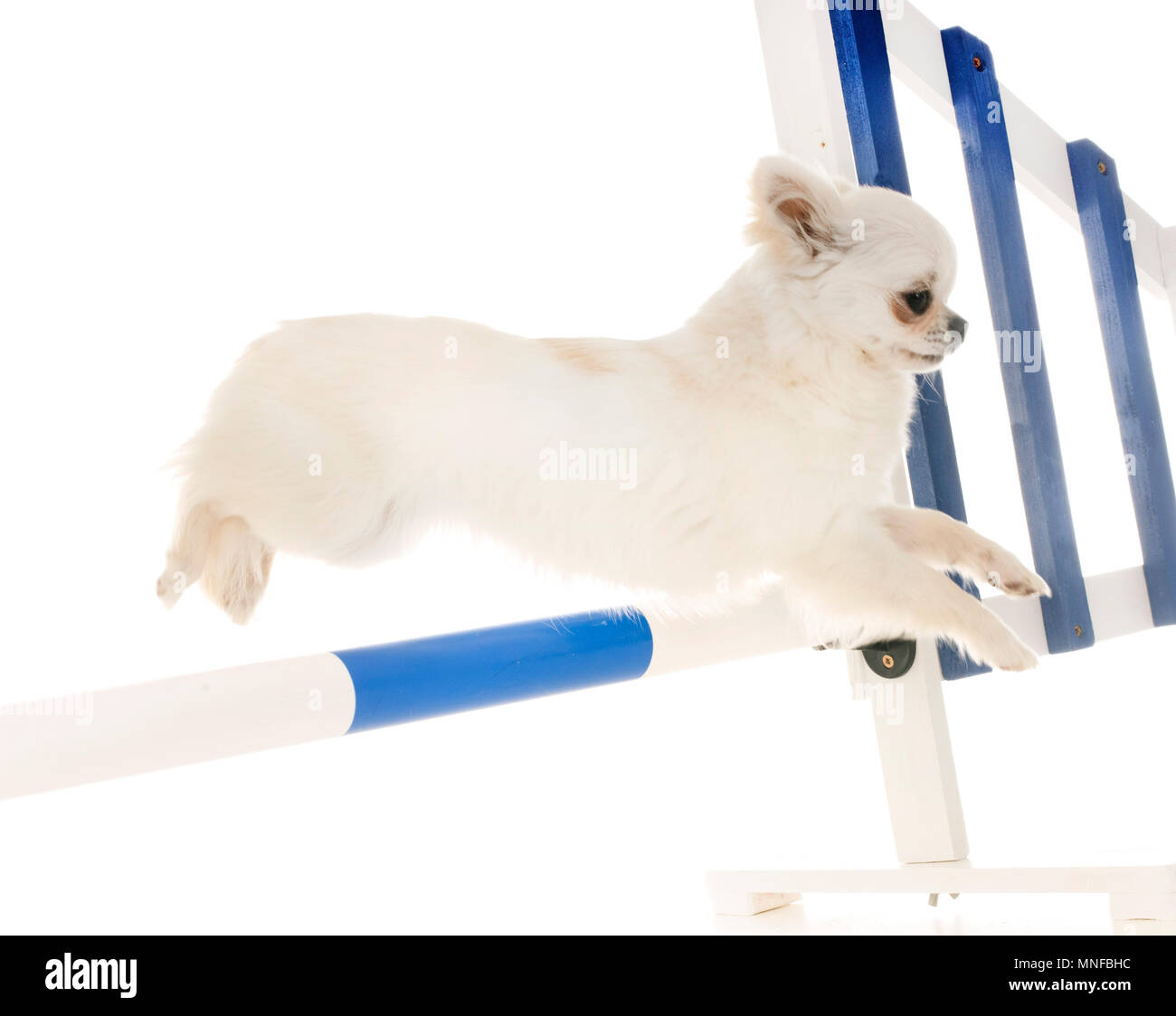 jumping chihuahua in front of white background Stock Photo - Alamy