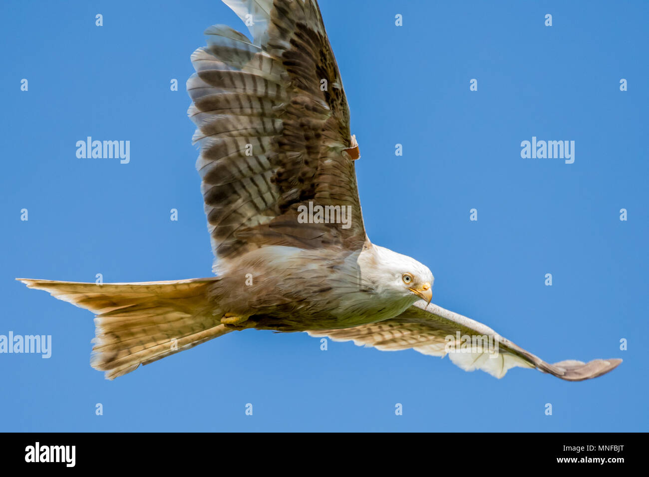 Leucistic red kite hi-res stock photography and images - Alamy