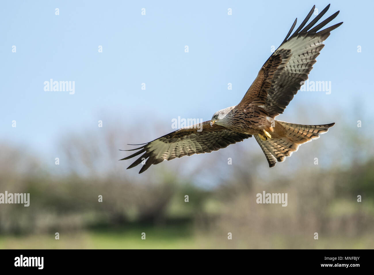 Red kite talons hi-res stock photography and images - Alamy