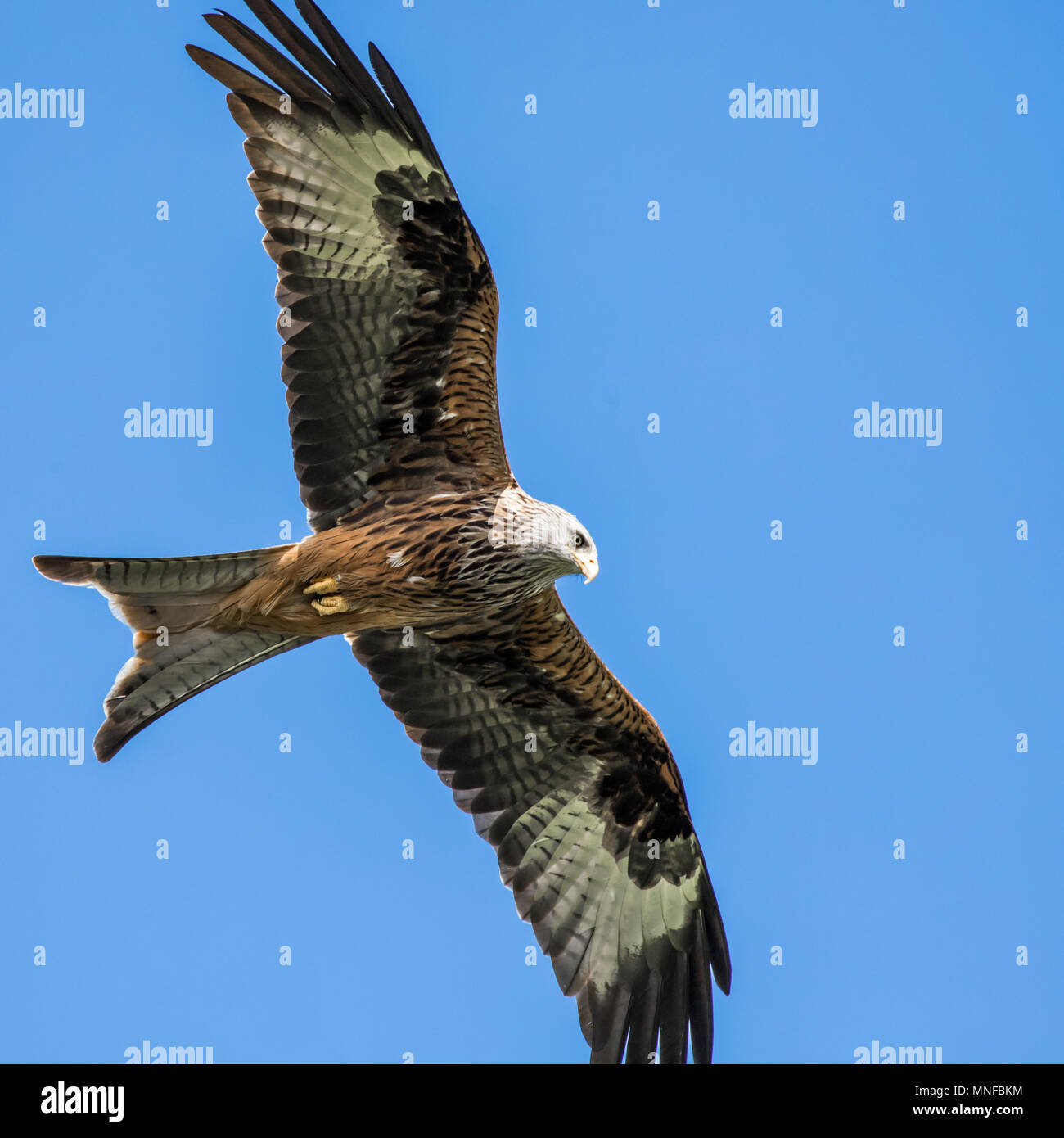 Red kite talons hi-res stock photography and images - Alamy