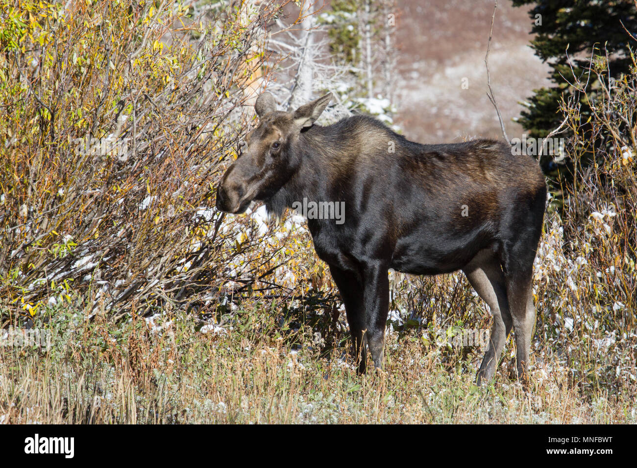 Portrait of a cow moose Stock Photo - Alamy